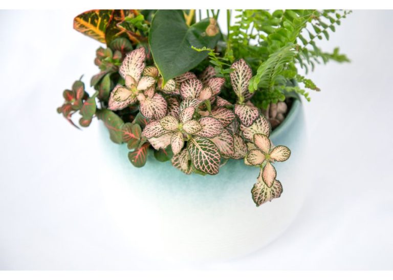 Tropical Harmony - Plant Arrangement - House of Flowers